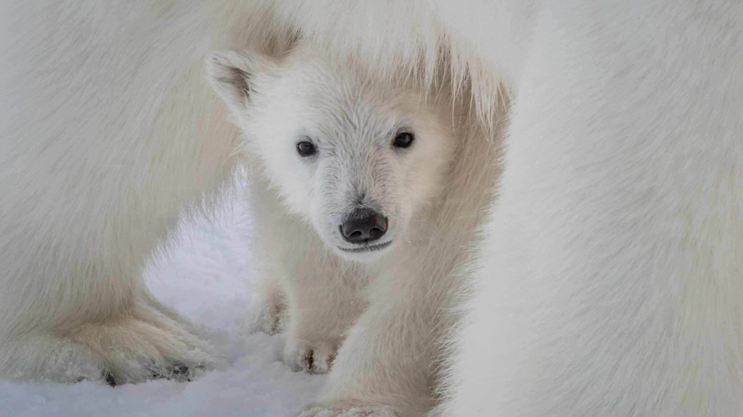 Photo exhibition INTO THE ICE- The MOSAiC expedition in pictures