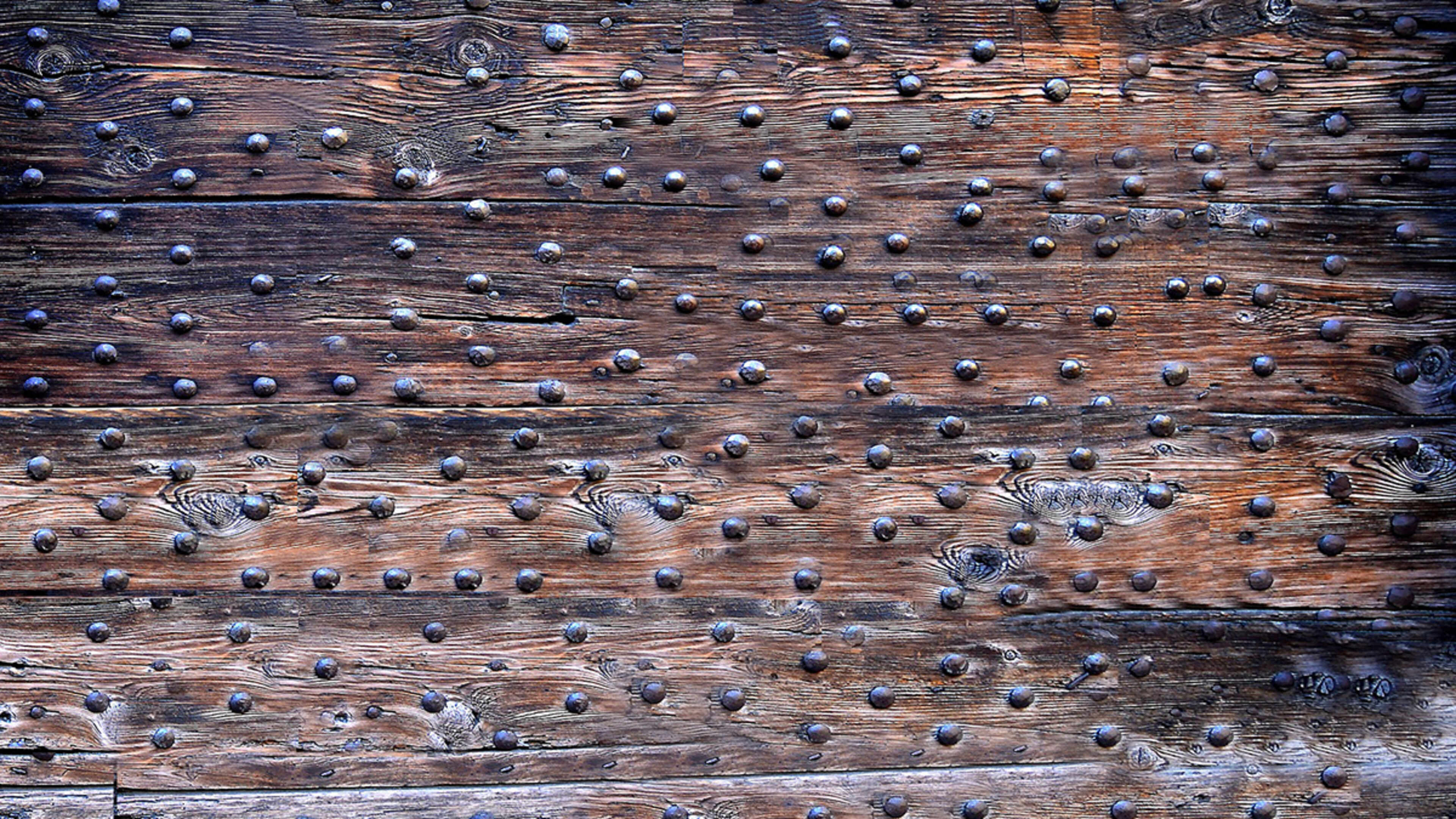 The Naval Shipworm Teredo navalis