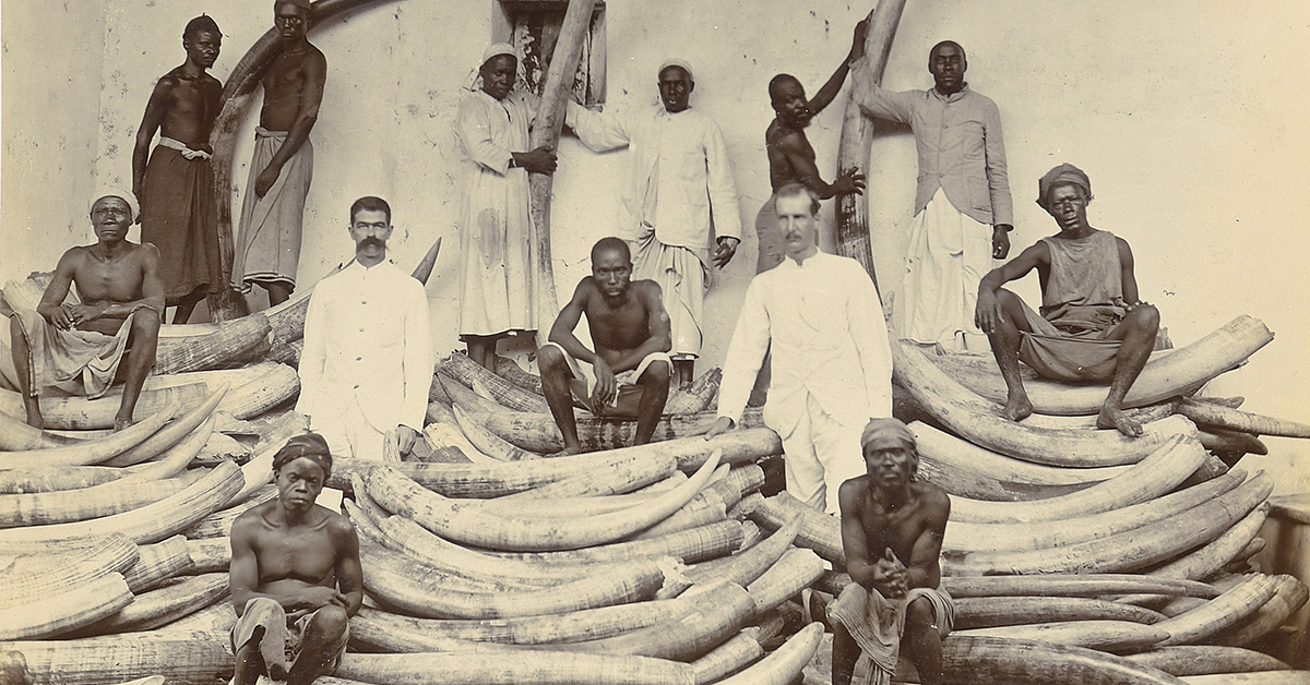 Audio Elephant teeth